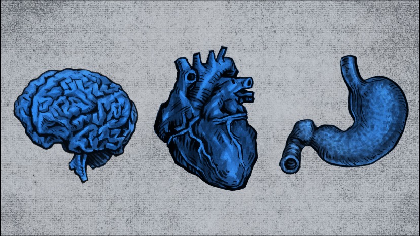 Understanding The Three "Brains" in Our Body (And Their Critical Role ...